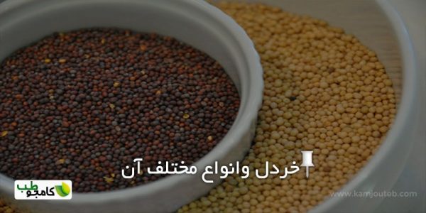 گیاه خردل و انواع آن - کامجوطب کوشا